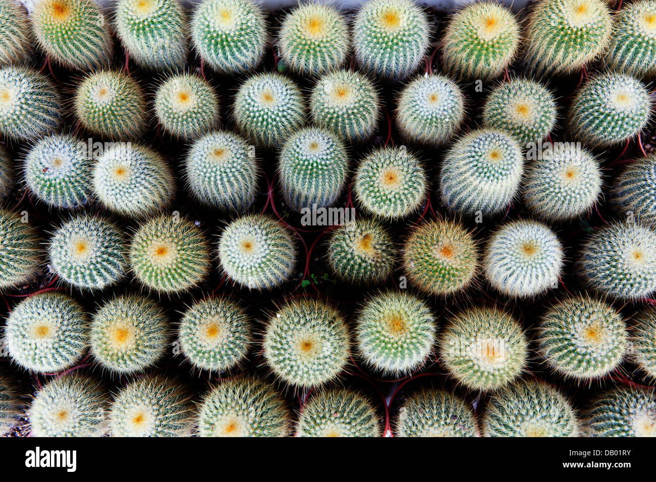 Array of Cacti Stock Photo - Alamy