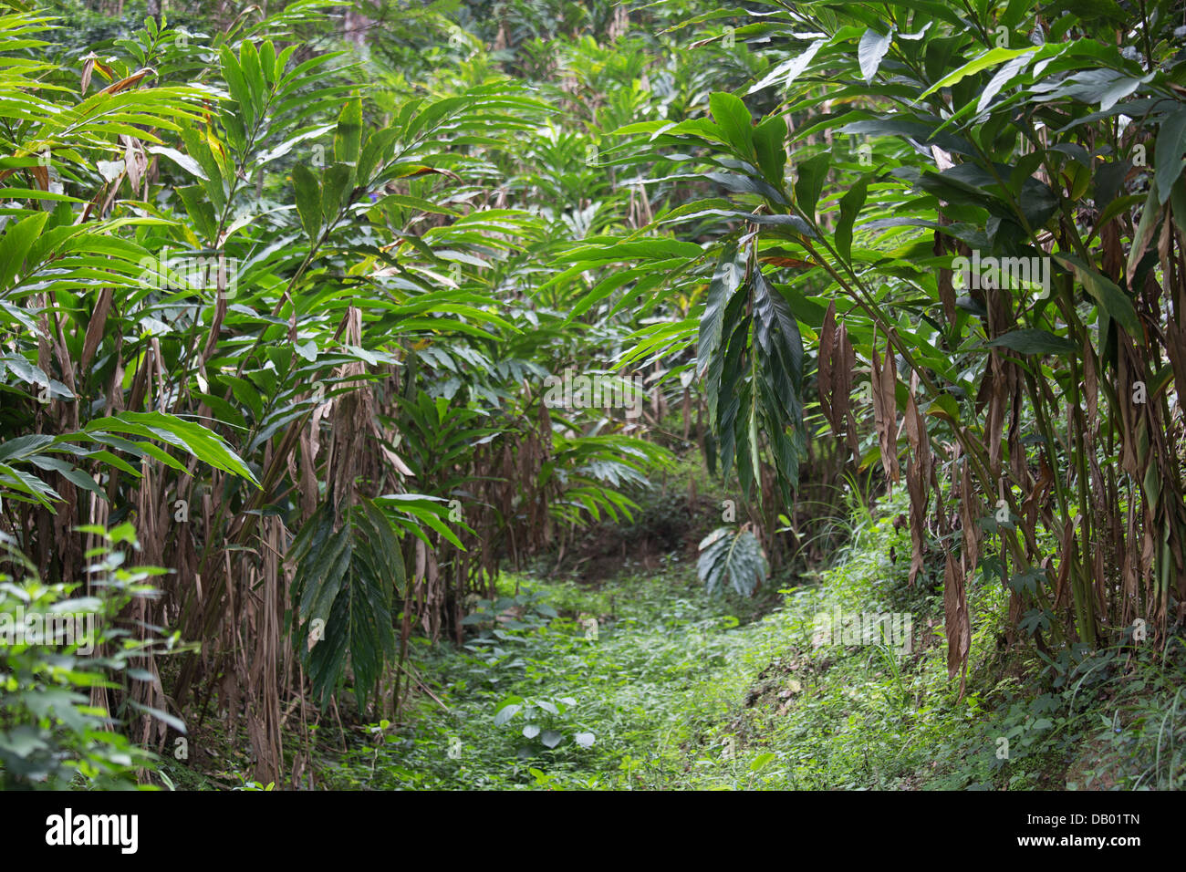 Cardamom plantation hi-res stock photography and images - Alamy