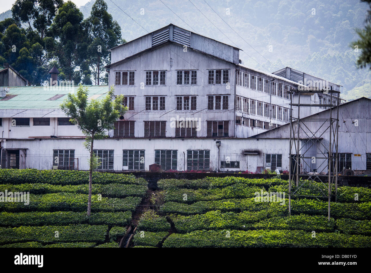 Historic tea plantation processing factory, Munar, India Stock Photo ...