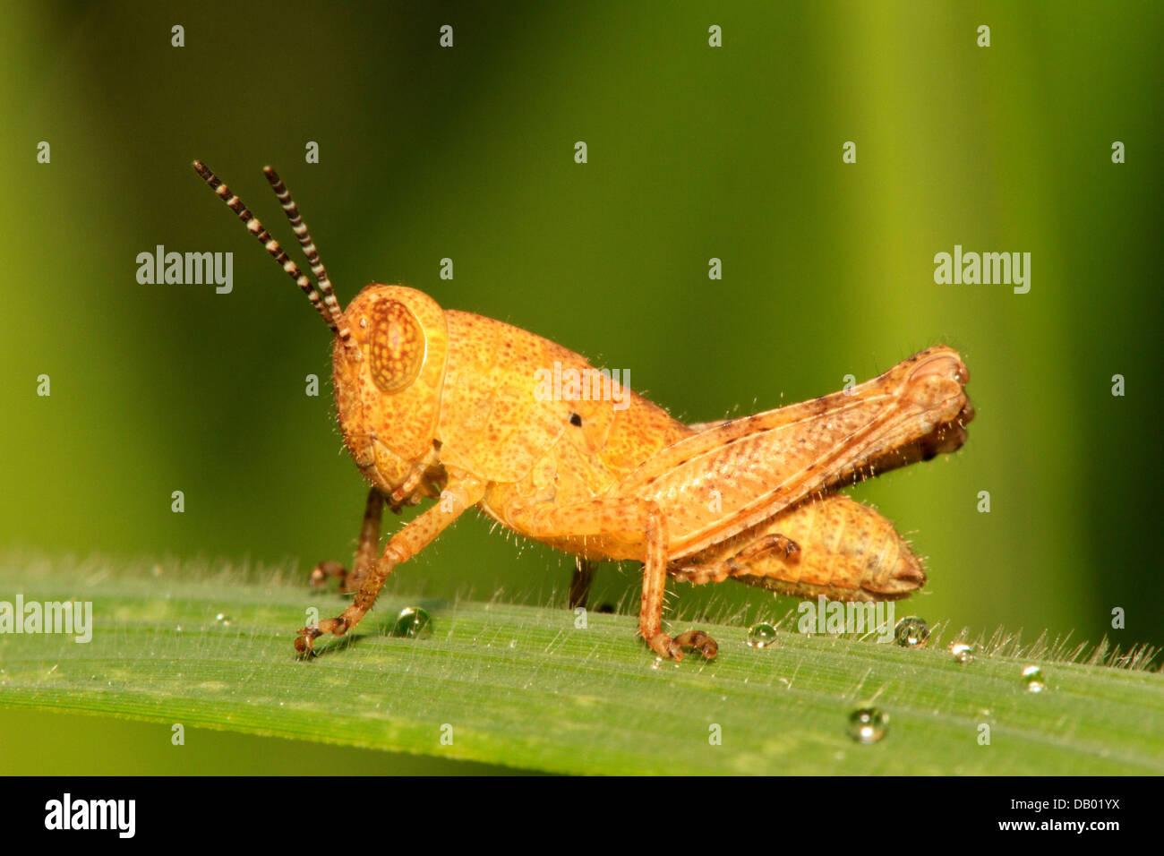 Grasshopper nymph (Melanoplus sp) on grass blade Stock Photo - Alamy
