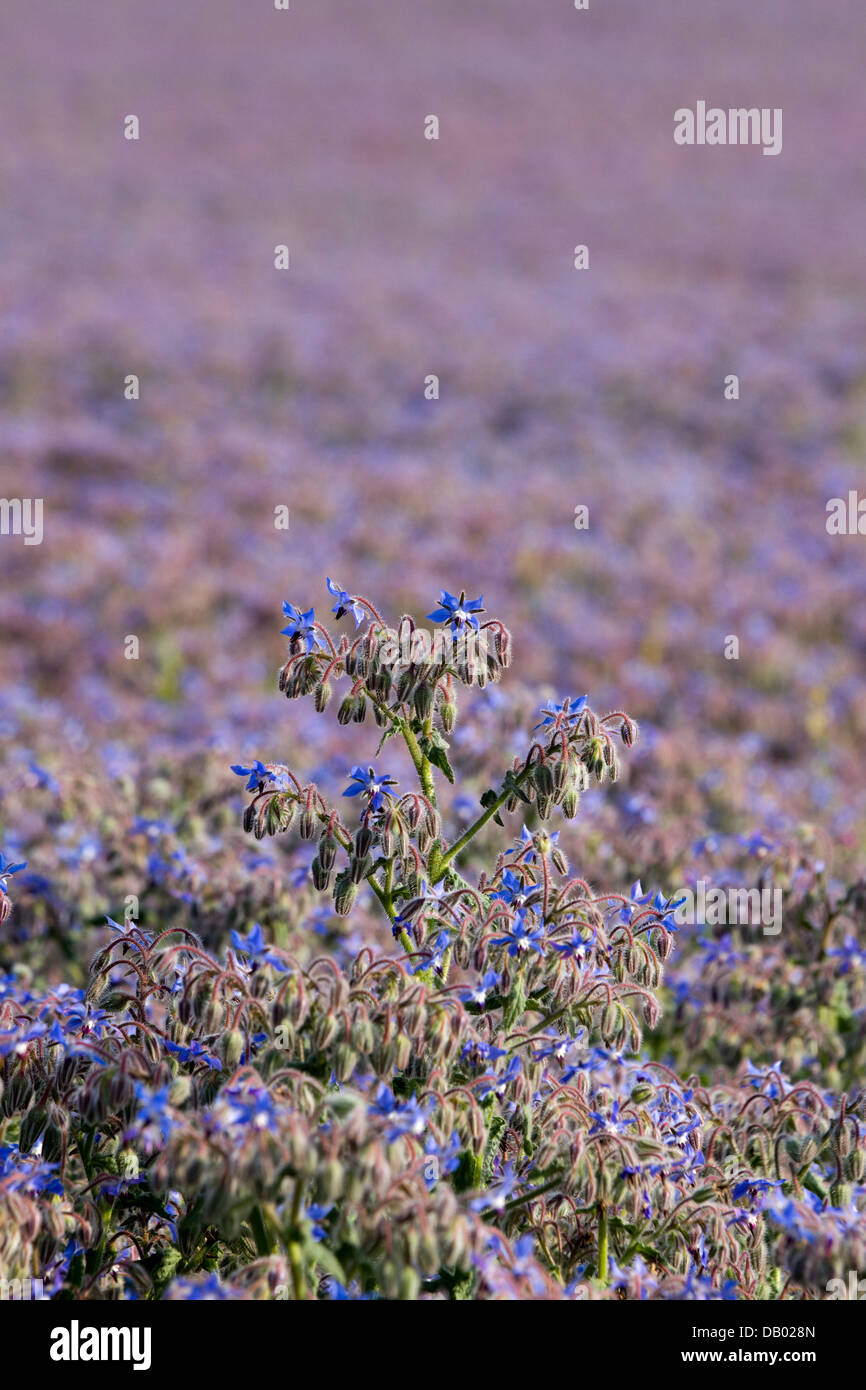 Borage Field Borago officinalis also known as starflower Stock Photo ...
