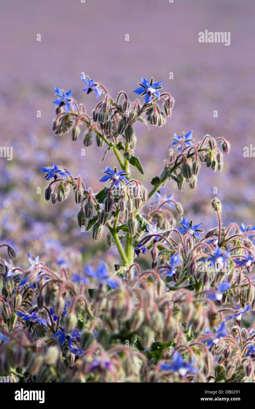 Borage Field Borago officinalis also known as starflower Stock Photo ...