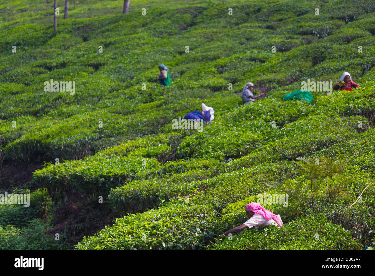 Indian tea pickers hi-res stock photography and images - Alamy