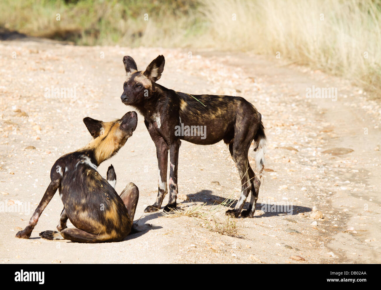 Wild Dog also known as Cape Hunting Dog (Lycaon pictus) in Tsavo West ...