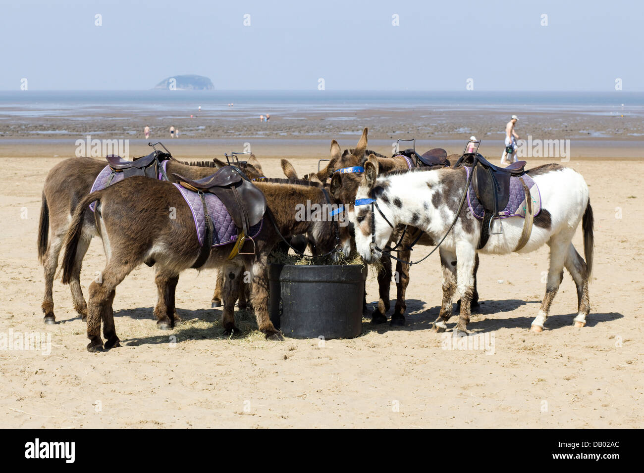 Equus africanus asinus Donkeys on the beach traditional English seaside ...