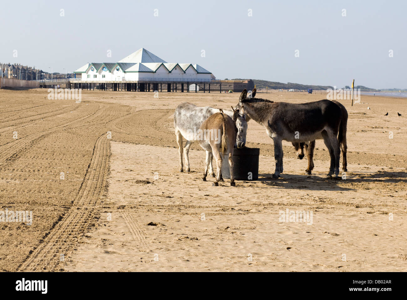 Equus africanus asinus Donkeys on the beach traditional English seaside ...