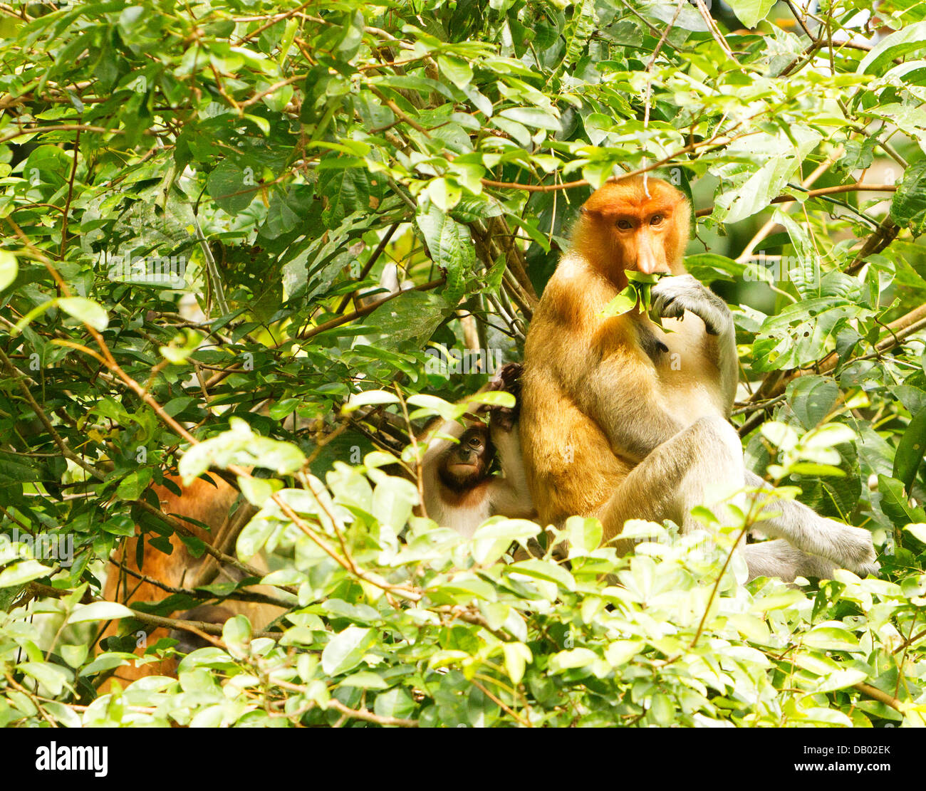 Adult Proboscis Monkey (Nasalis larvatus) with baby as seen from the ...