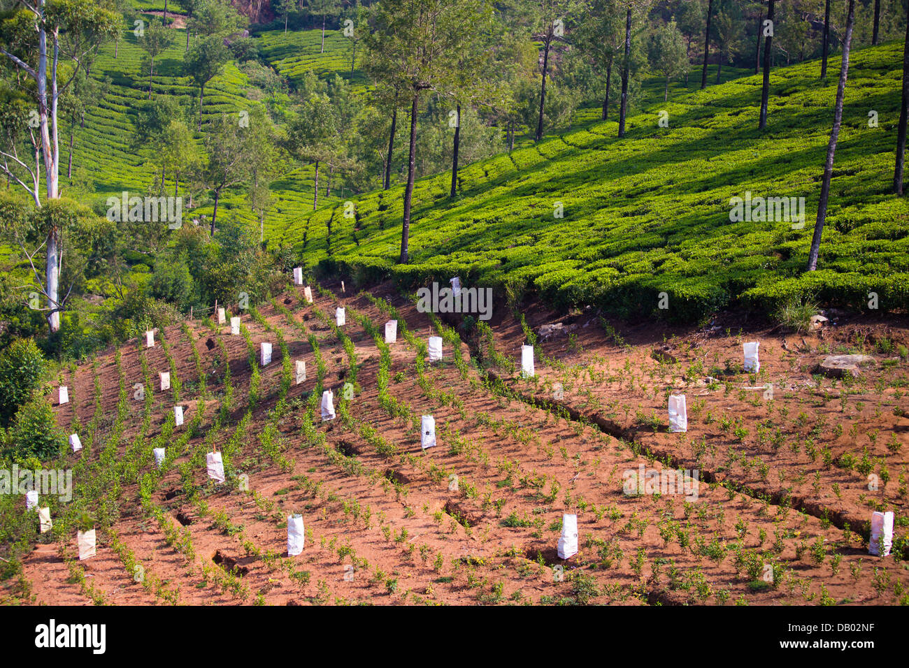 Seedlings planted at a tea plantation, Munar, India Stock Photo - Alamy