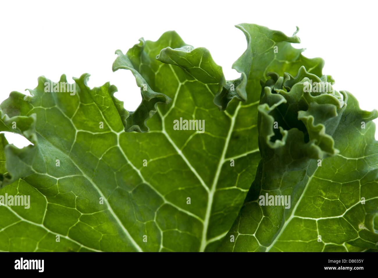 closeup of a kale leaf on white background Stock Photo - Alamy