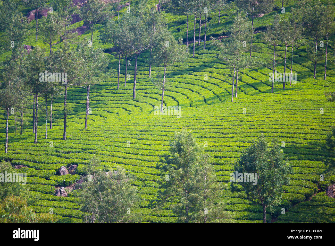Tea Fields India High Resolution Stock Photography and Images - Alamy