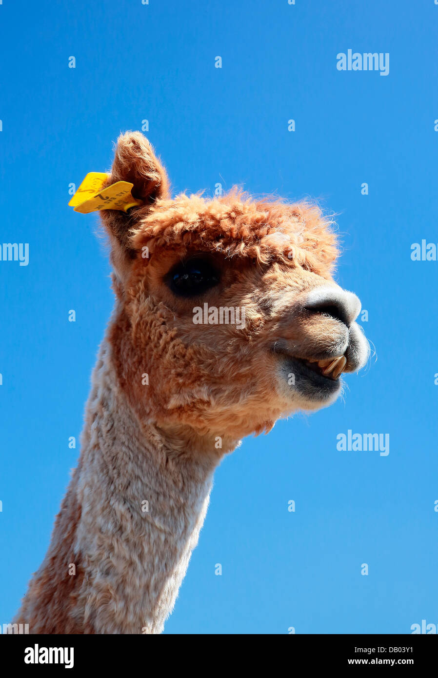 Alpaca ear hi-res stock photography and images - Alamy