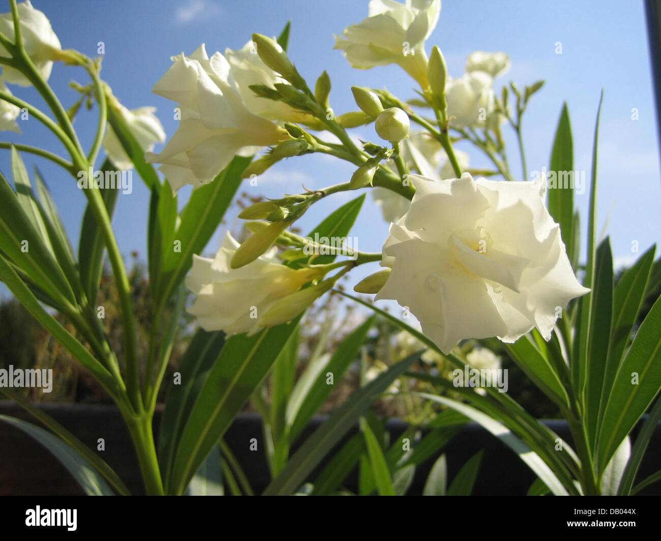 The photo shows white oleander flowers in Frankfurt Main, Germany, 23 ...