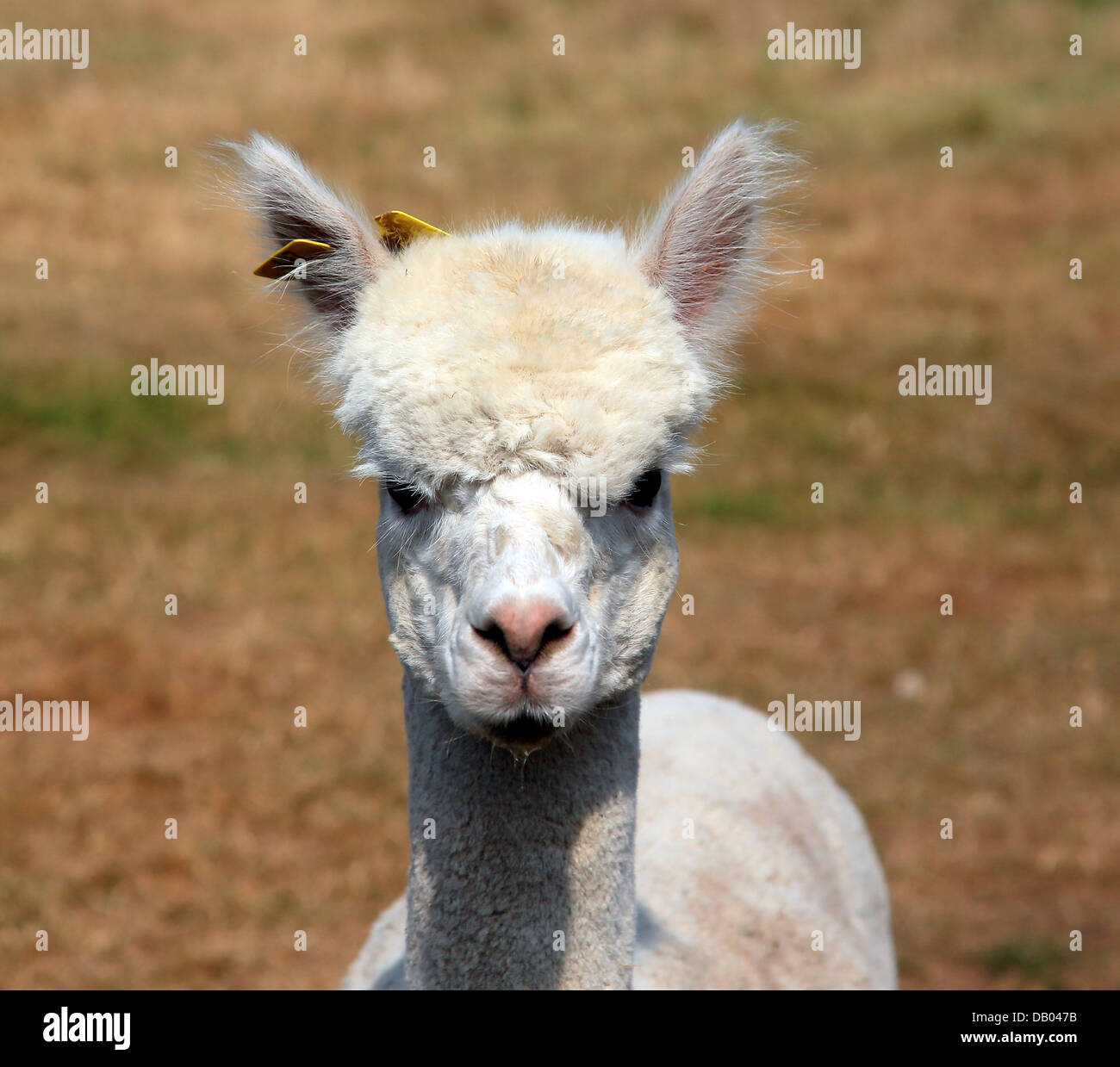 Alpaca nose hi-res stock photography and images - Alamy
