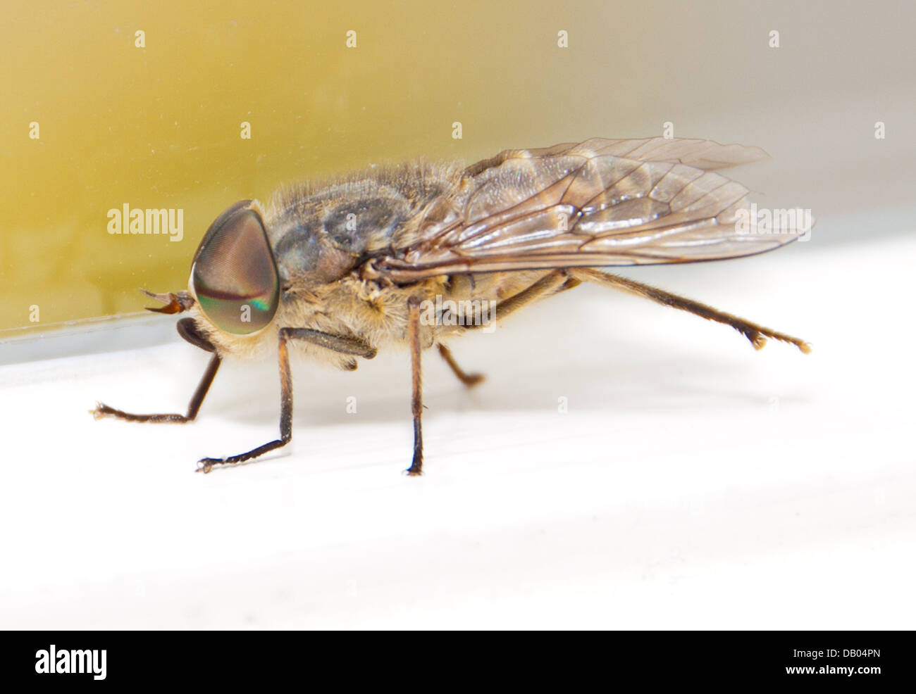 Horse-fly - Tabanus Bromius Stock Photo - Alamy