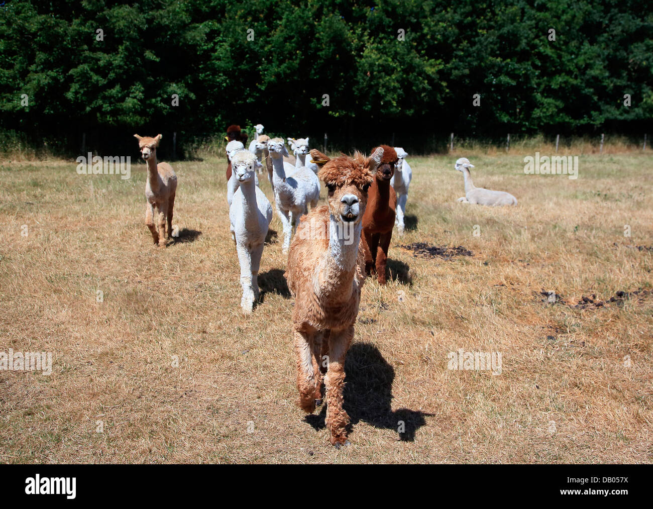 Alpaca field hi-res stock photography and images - Alamy