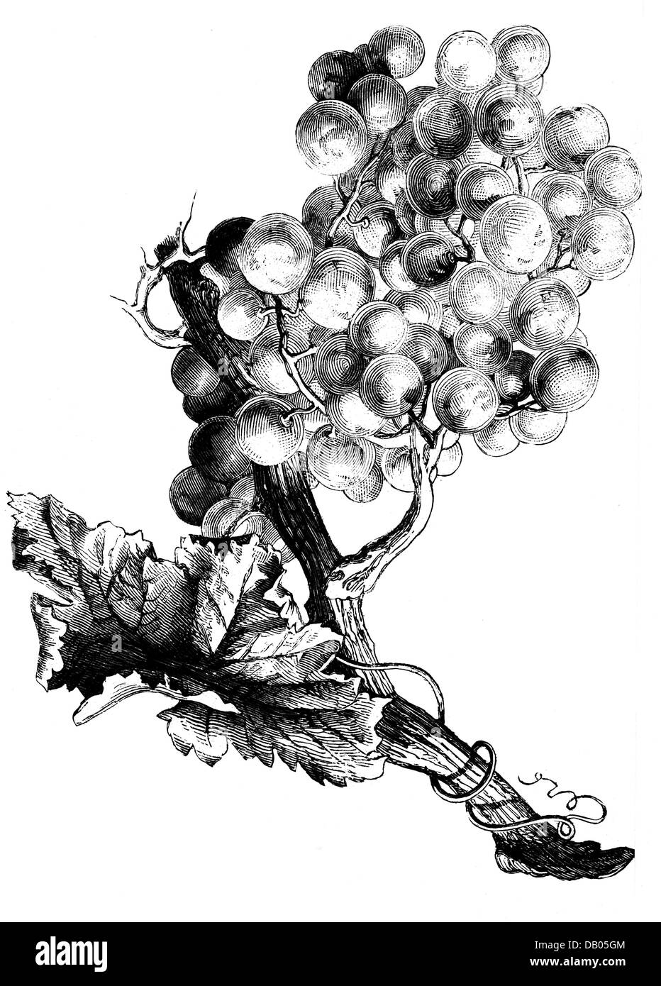 Wood cut engraving fruit hi-res stock photography and images - Alamy