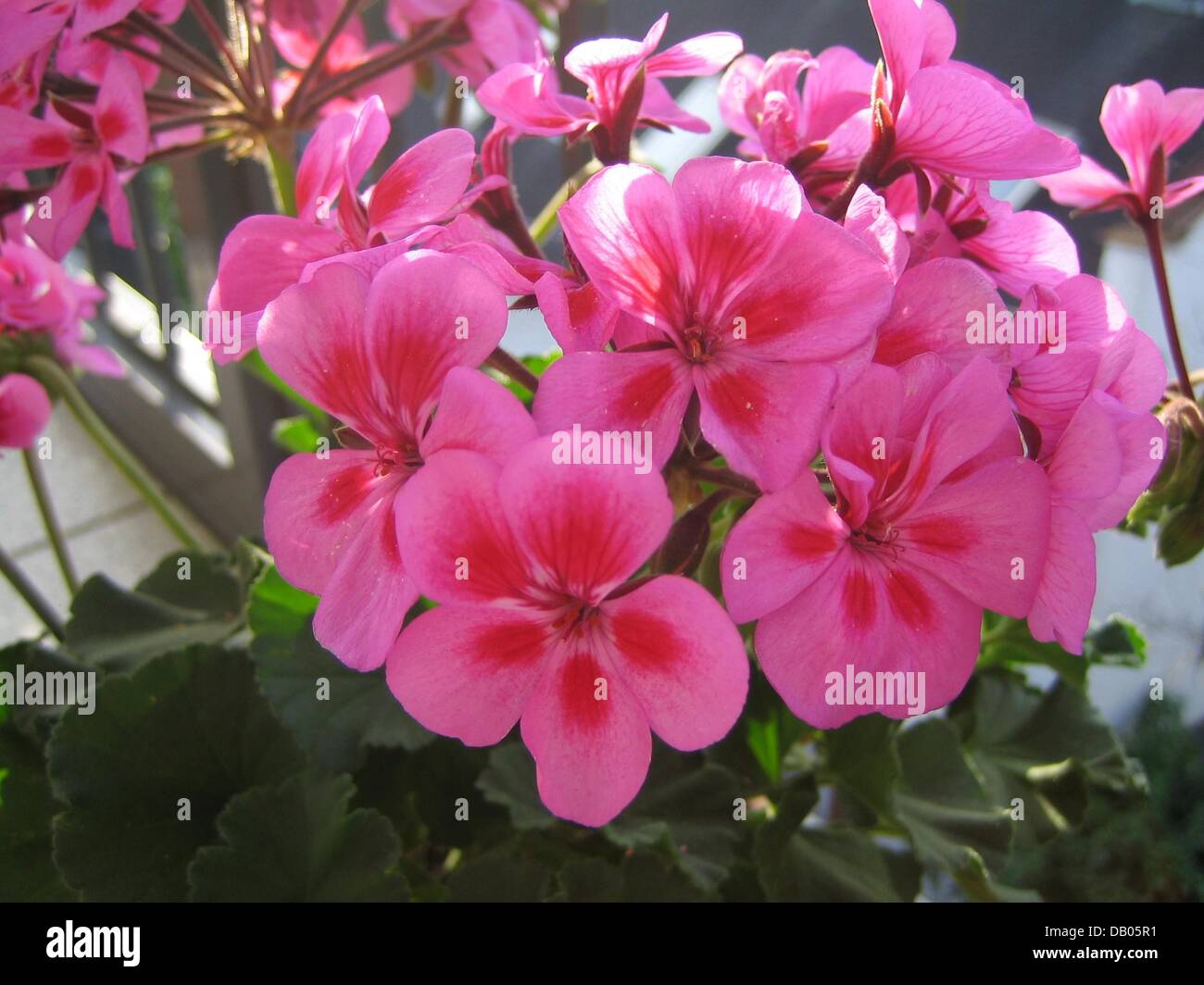 Pink blooming geranium pictured in Frankfurt Main, Germany, 28 June ...