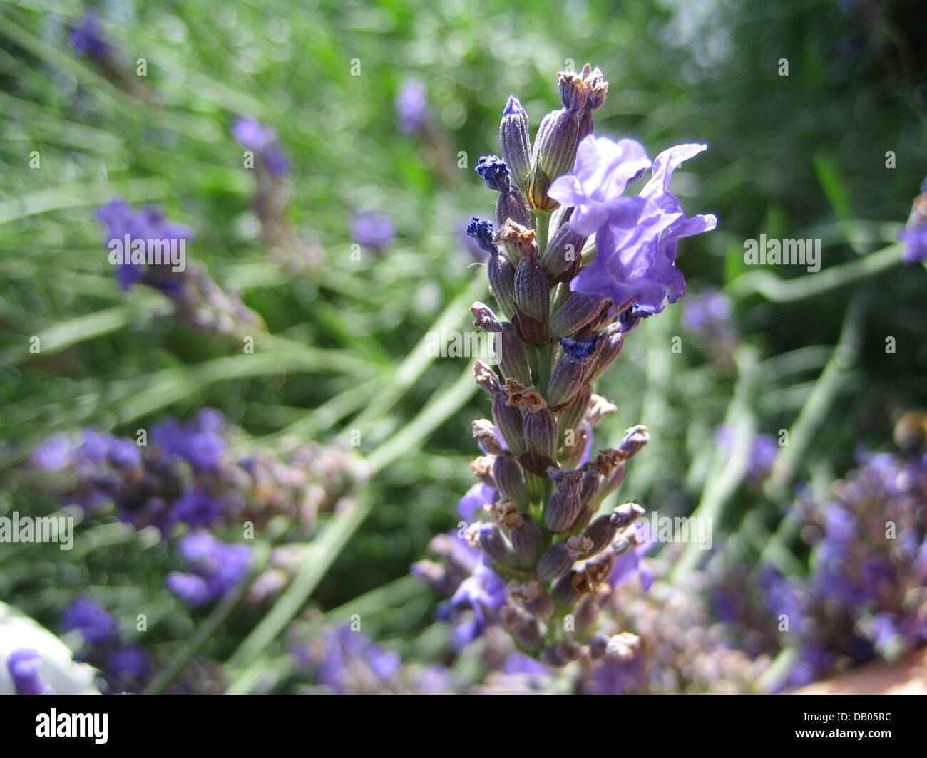 Pierre grosso hi-res stock photography and images - Alamy