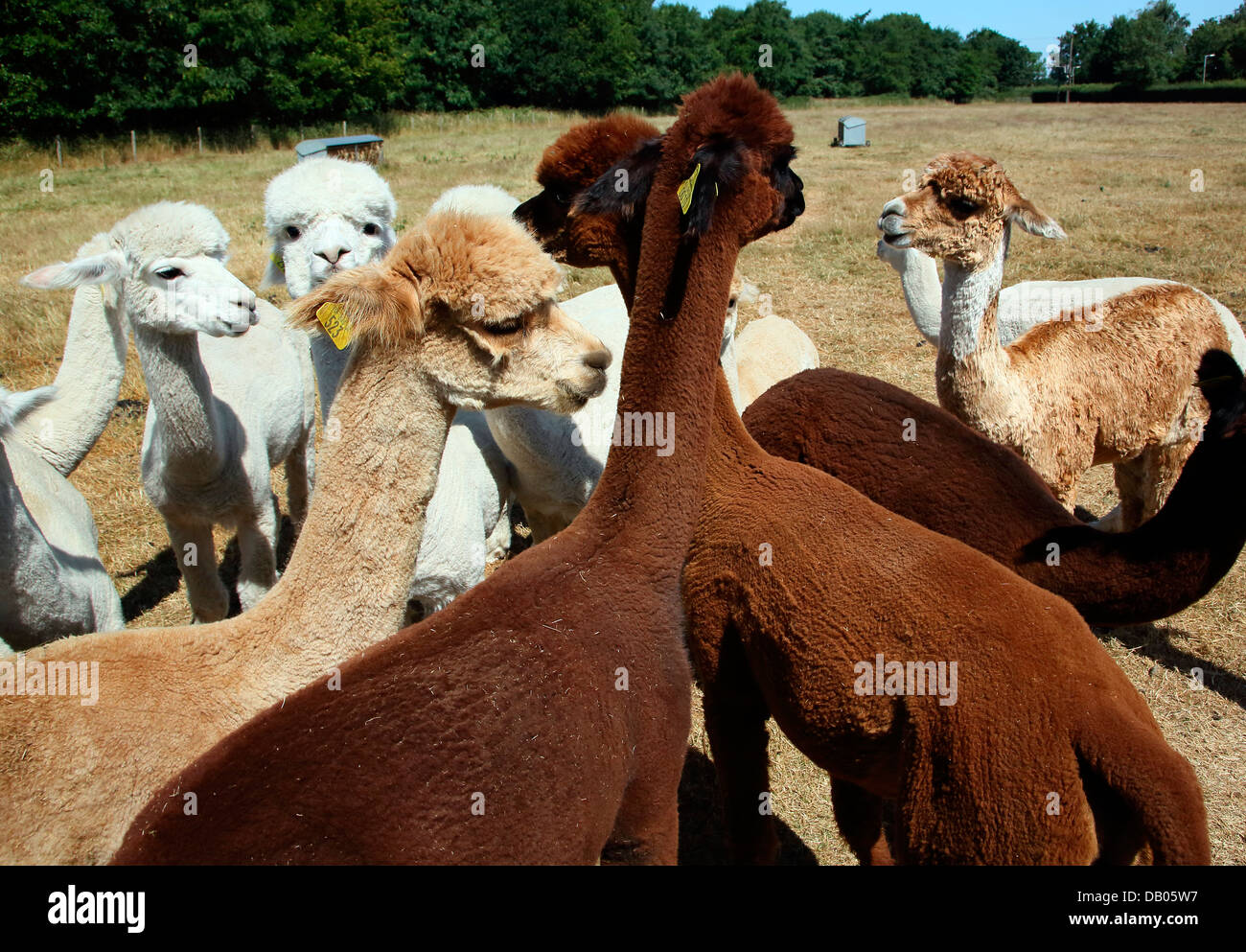 alpaca alpacas wool domesticated animal mammal Stock Photo - Alamy