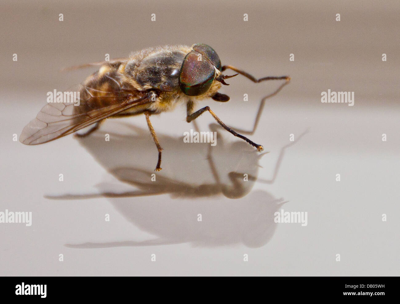 Horse-fly - Tabanus Bromius Stock Photo - Alamy