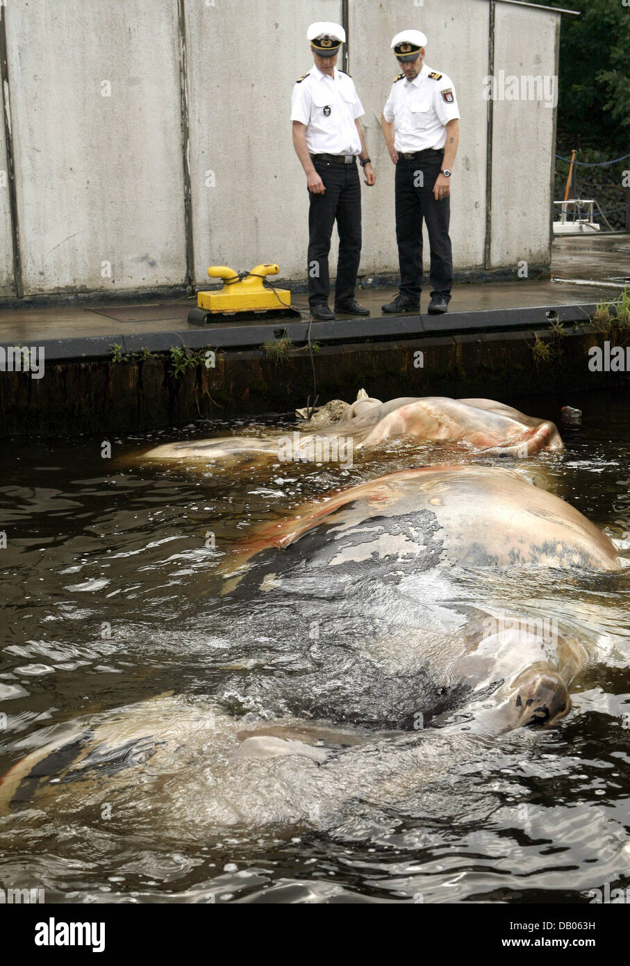 A dead whale swims belly-up in the Elbe river in Hamburg, Germany, 05 ...