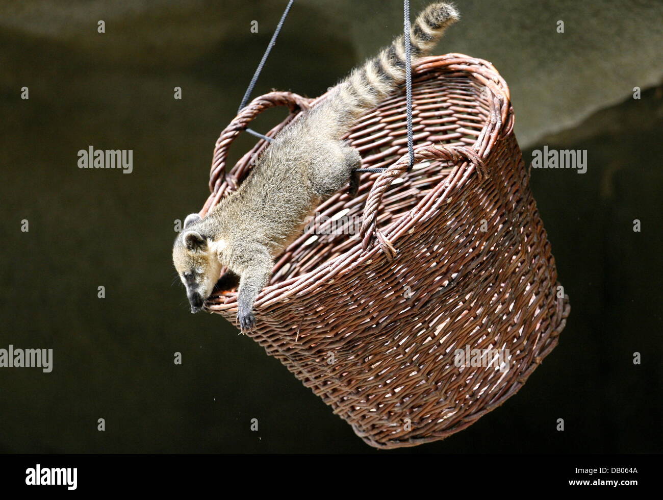 A little coati pictured at the Hagenbeck zoo of Hamburg, Germany, 05 ...