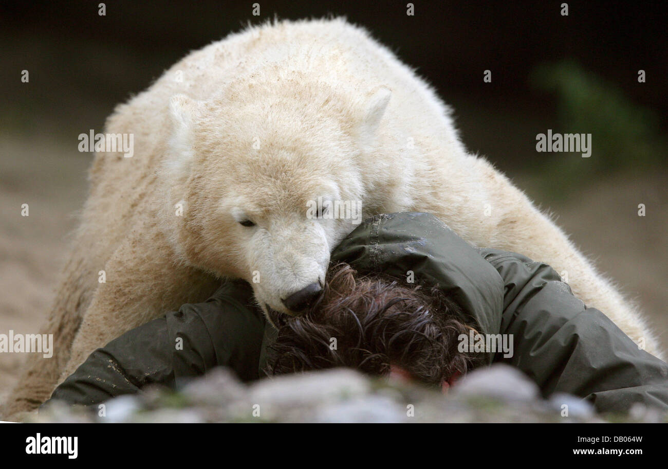 Knut The Polar Bear From Berlin Zoo High Resolution Stock Photography ...