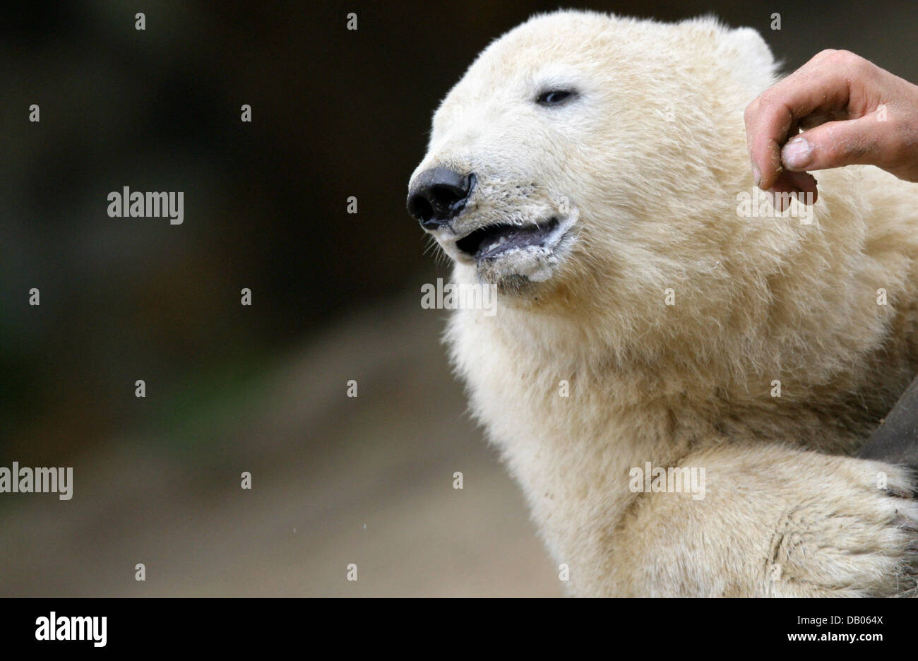 Polar bear Knut plays with the hand of his keeeper in the zoo of Berlin ...