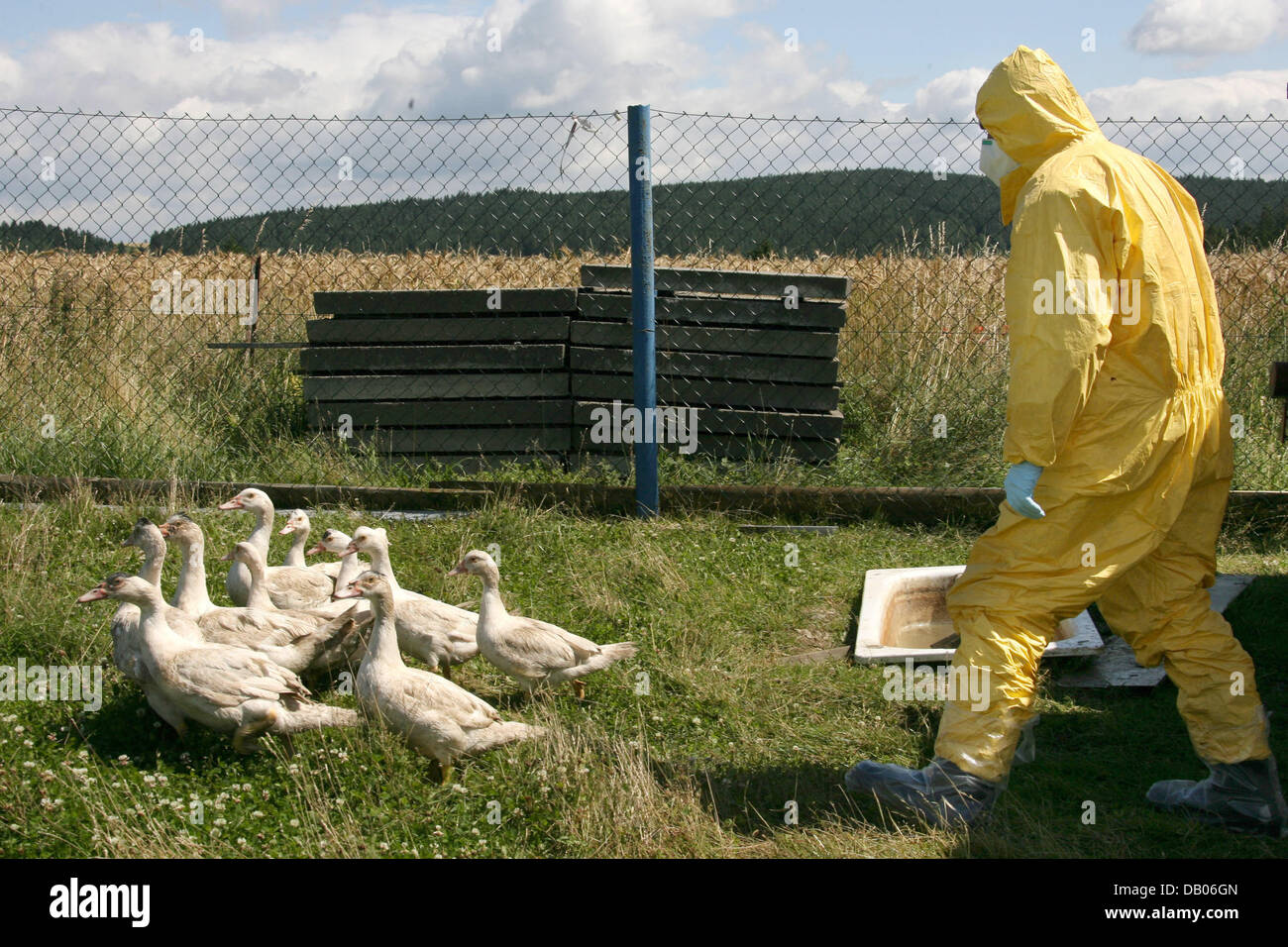 Dead geese hi-res stock photography and images - Alamy