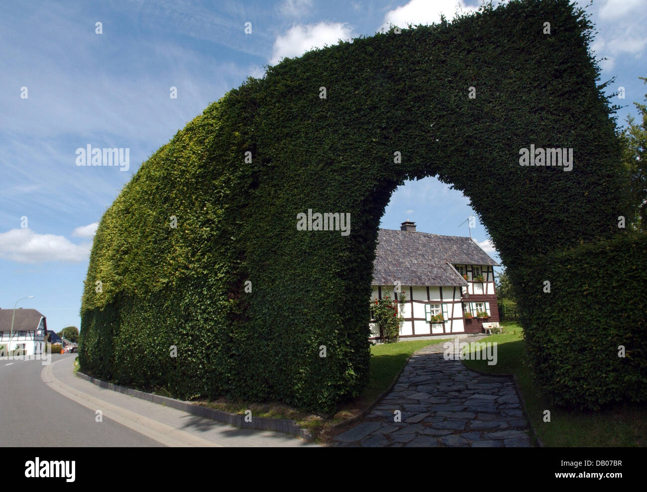 The picture shows windbreak hedges in Monschau, Germany, 08 July 2007 ...