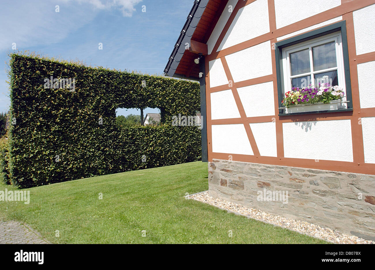 The picture shows windbreak hedges in Monschau, Germany, 08 July 2007 ...