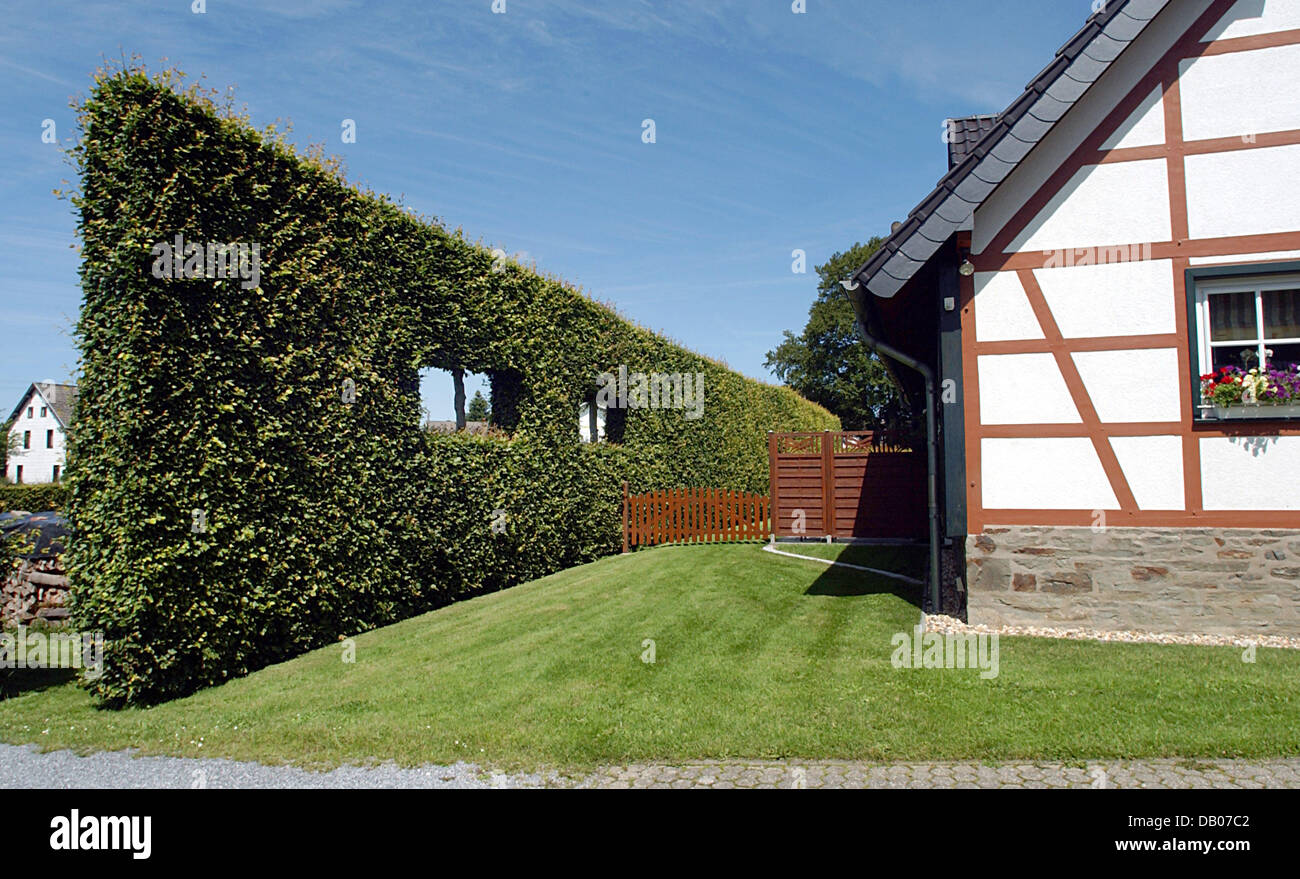 The picture shows windbreak hedges in Monschau, Germany, 08 July 2007 ...
