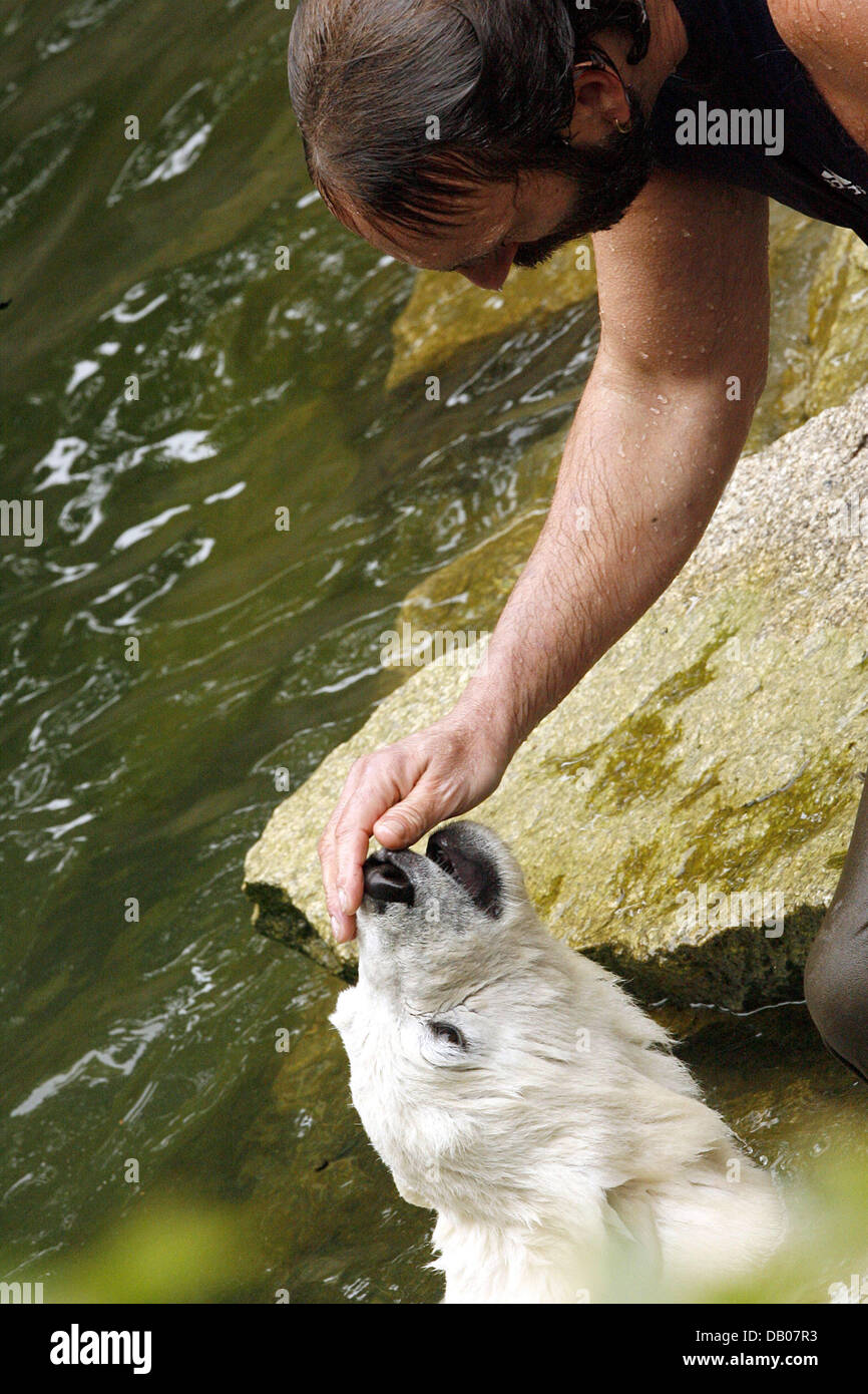 Polar bear 'Knut' plays with his favourite human being, keeper and ...