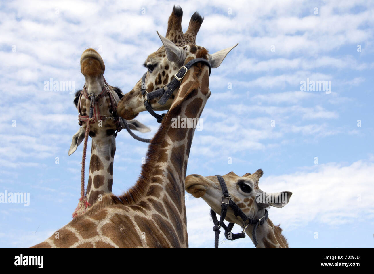 Human necks hi-res stock photography and images - Alamy