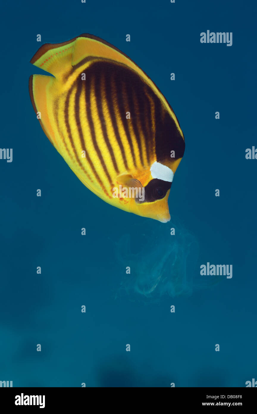 Endemic Red Sea Butterflyfish or Red Sea Racoon Butterflyfish is eating ...