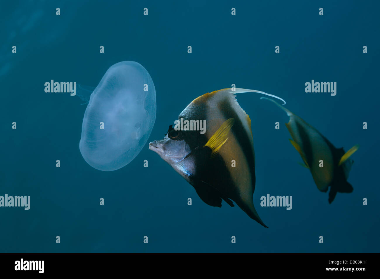 Jellyfish Eating Fish