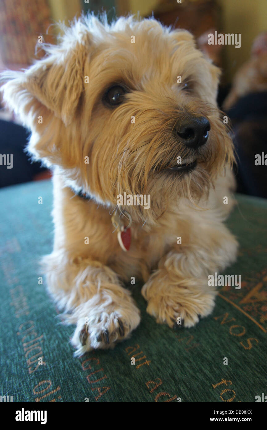 Sandy terrier hi-res stock photography and images - Alamy