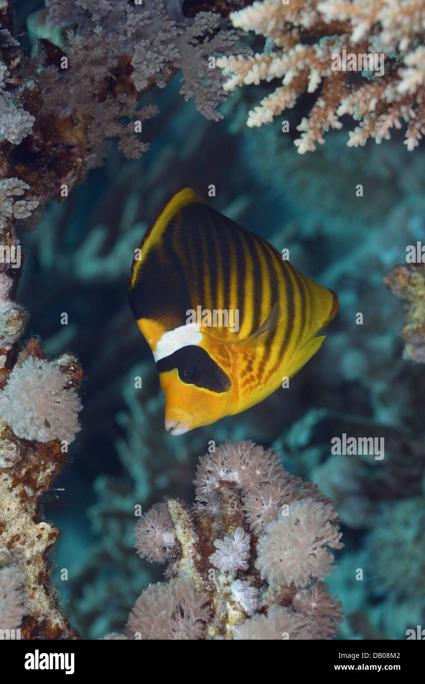 Diagonal butterflyfish or Red Sea Racoon Butterflyfish is endemic to ...