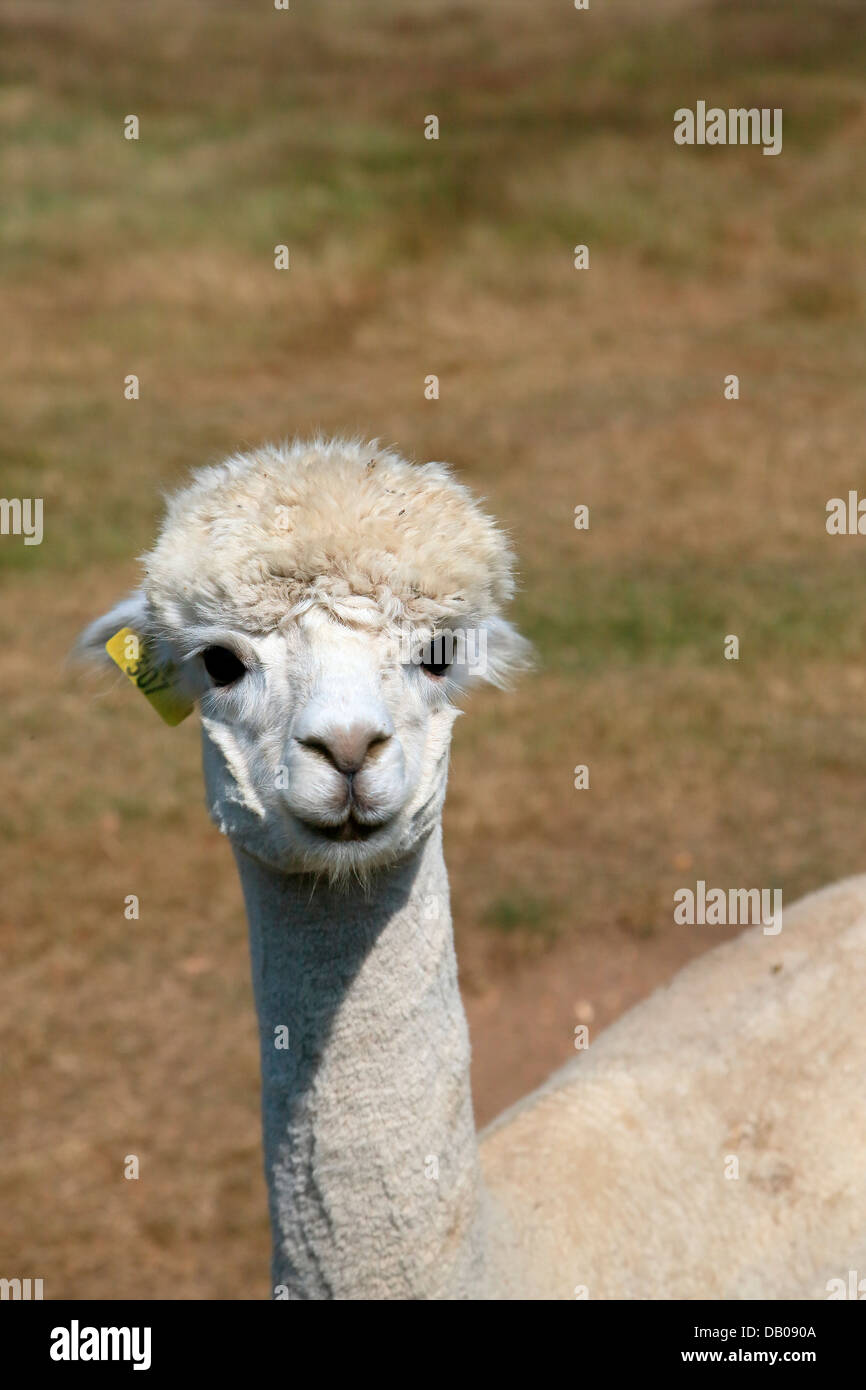 Alpaca nose hi-res stock photography and images - Alamy