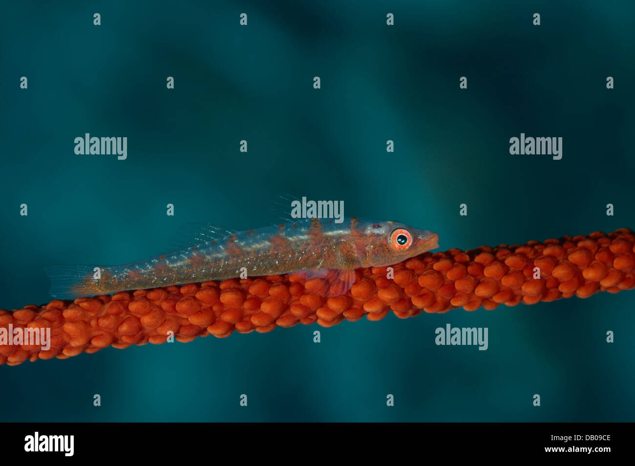 Goby fish hi-res stock photography and images - Alamy