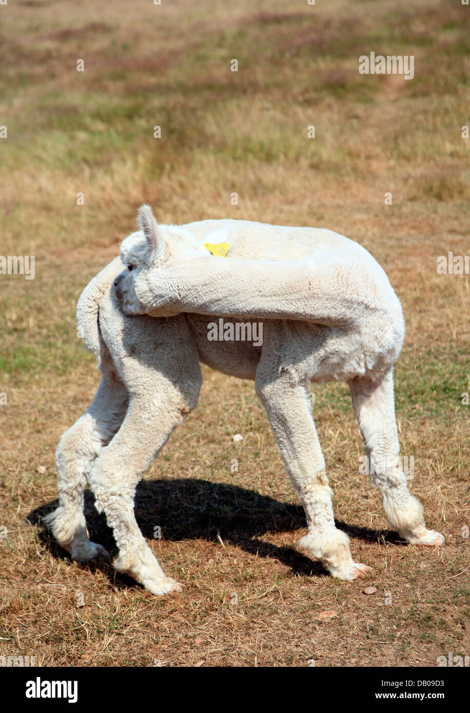 Itching legs hi-res stock photography and images - Alamy