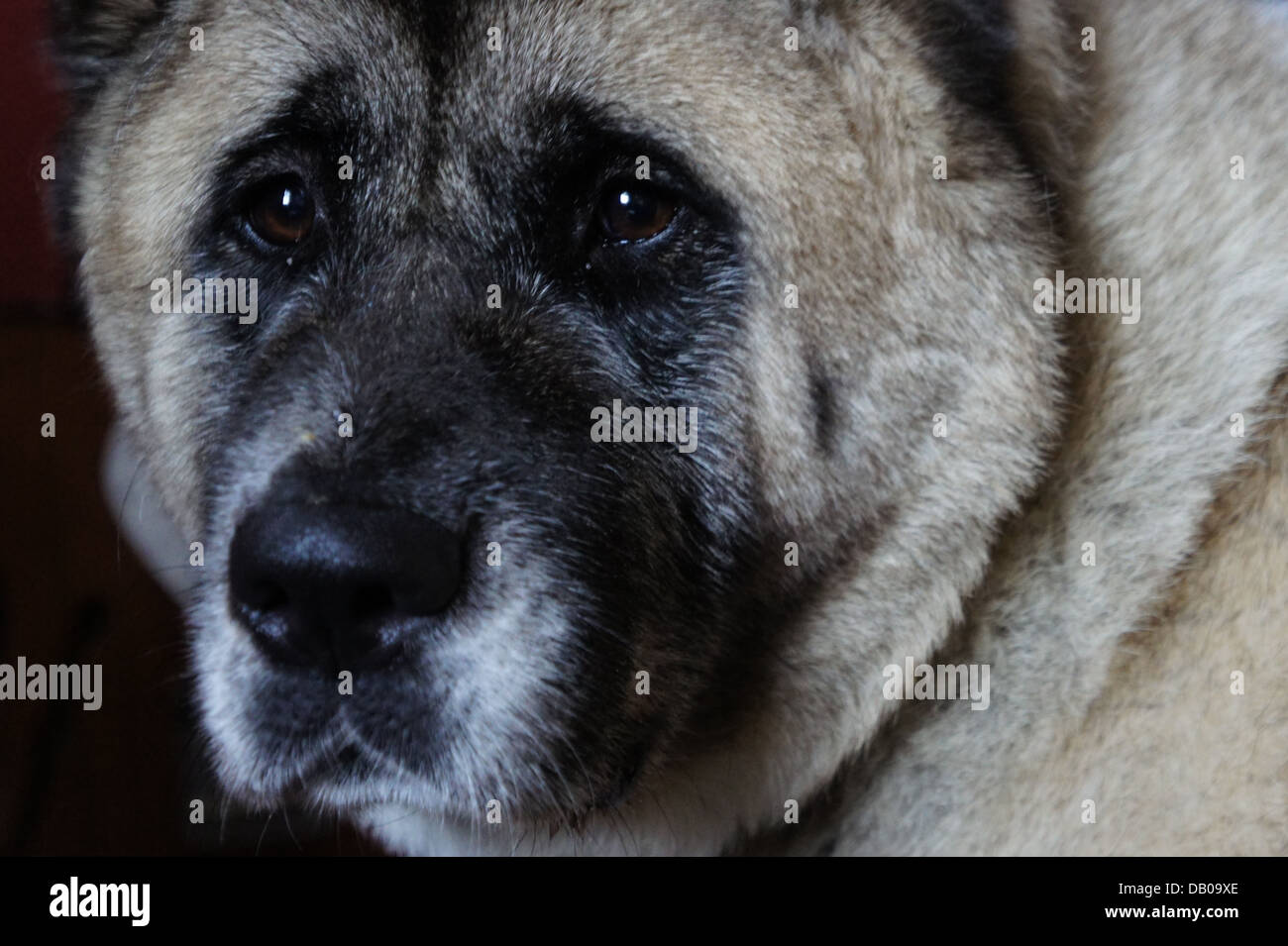 SONY DSC Dog stare Stock Photo - Alamy