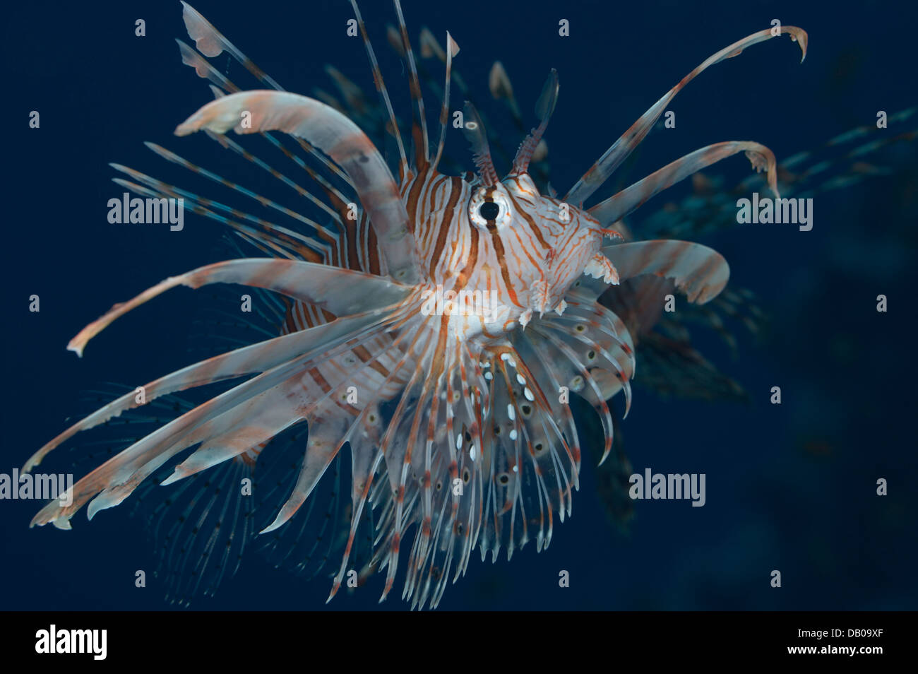 Hungry lionfish is attacking smaller fisher while hunting. It spreads ...