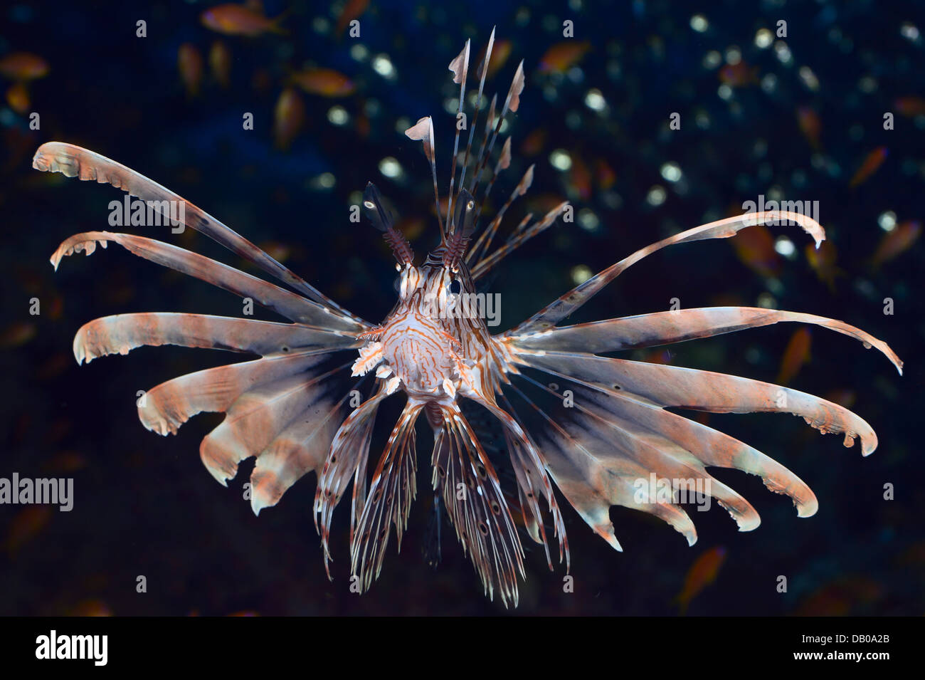 Eat smaller prey in the wild hi-res stock photography and images - Alamy