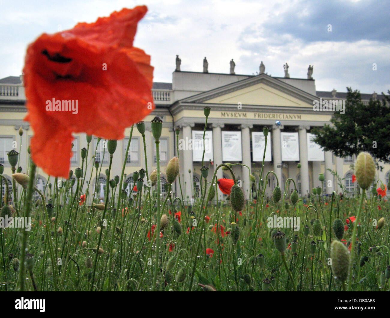 The photo shows flowering poppies as part of an installation called ...