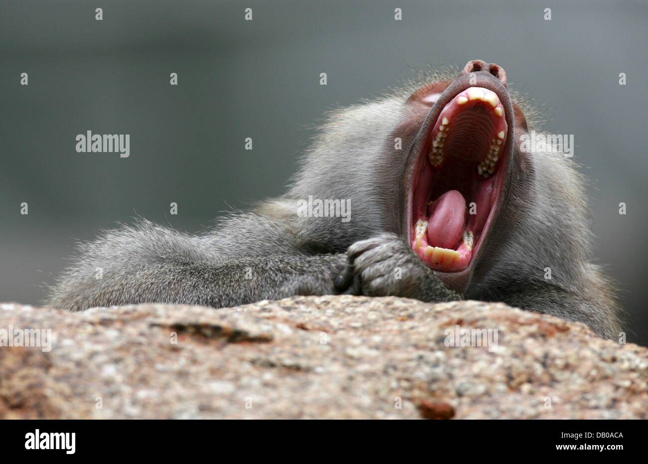 A sacred baboon yawns in his enclosure at the Hellabrunn zoo in Munich ...
