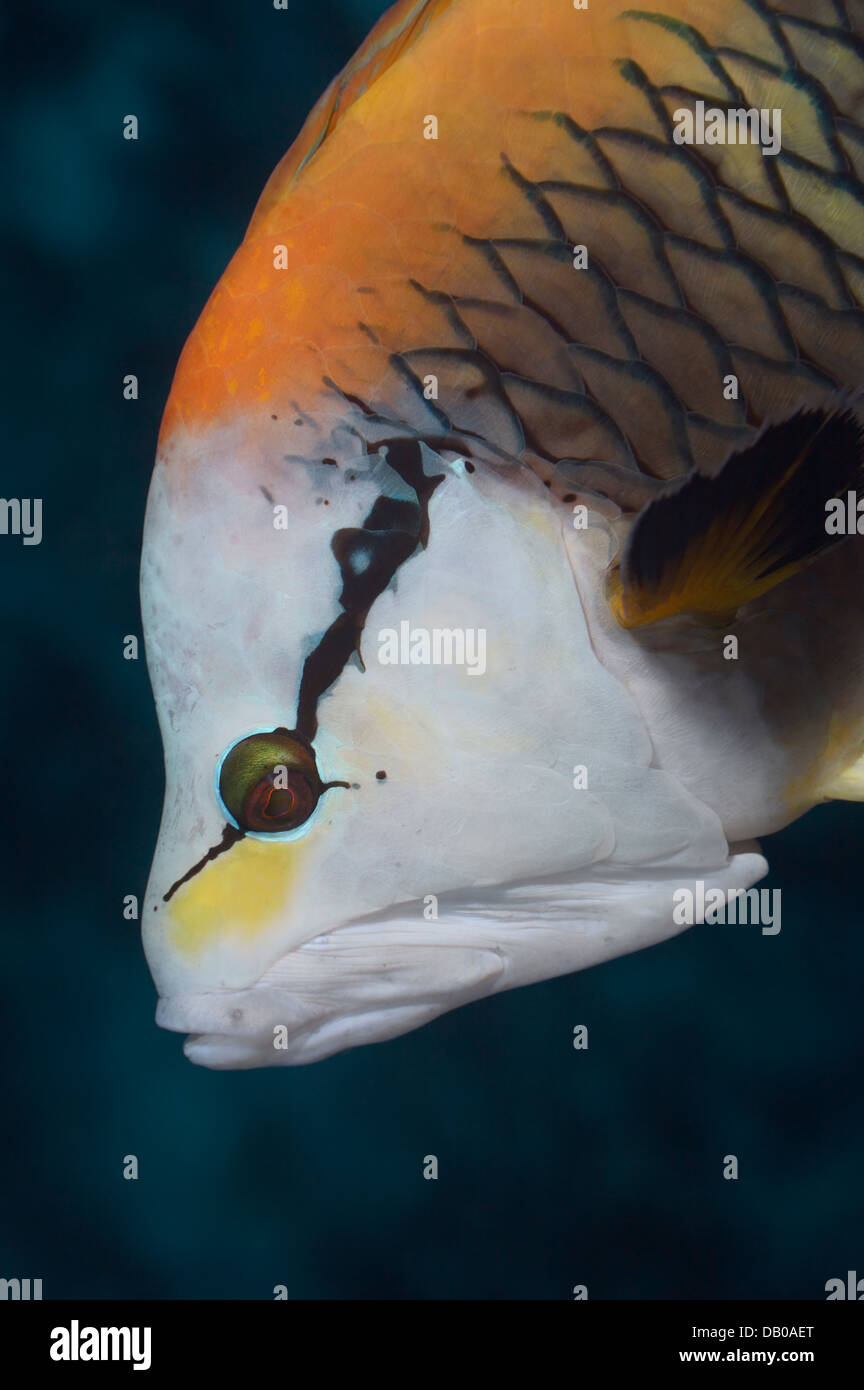 Red sea wrasse fish hi-res stock photography and images - Alamy