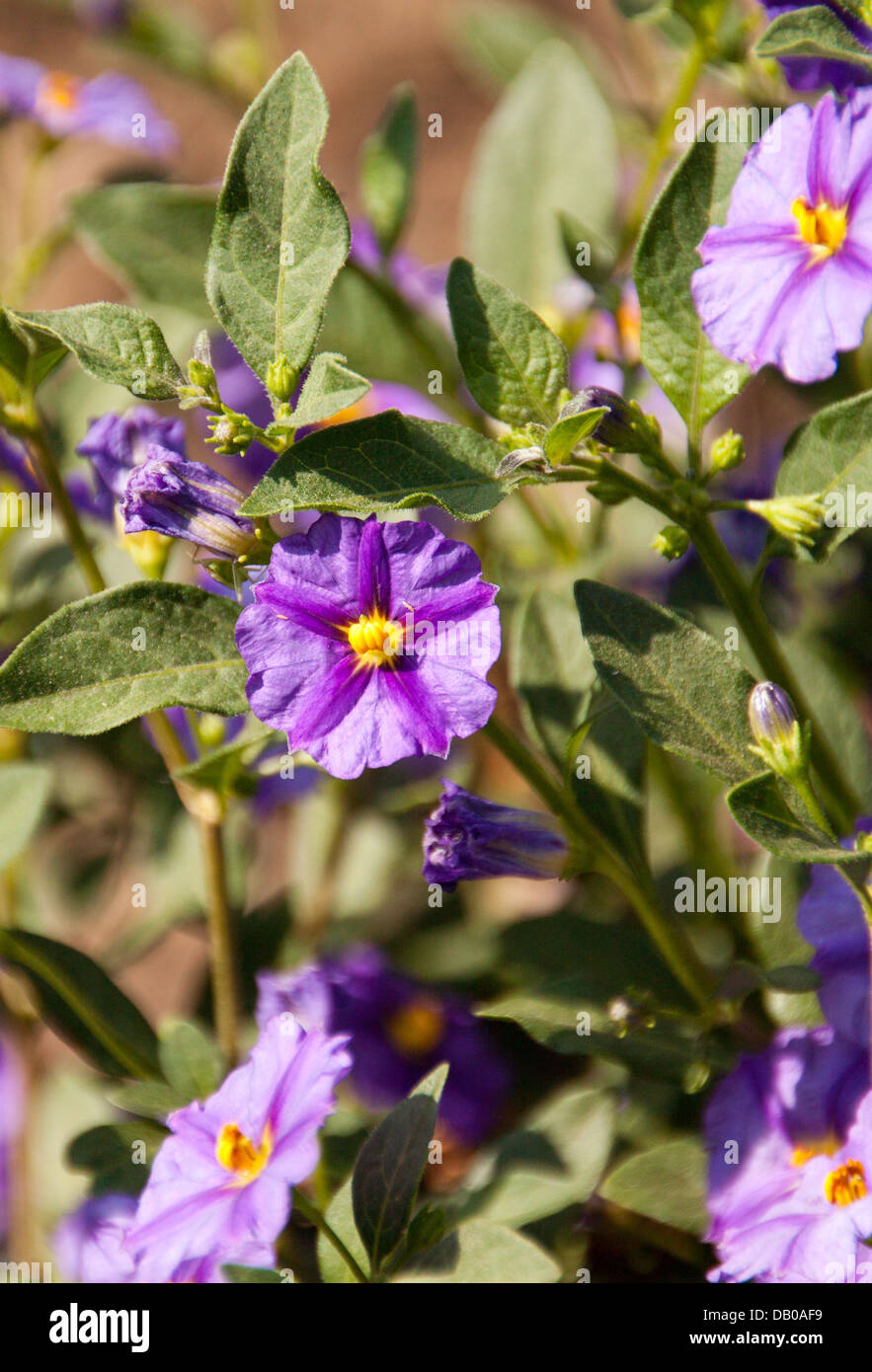 Common garden plants Stock Photo - Alamy