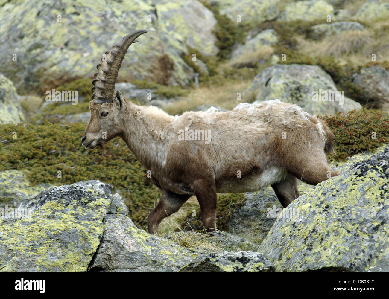 An ibex pictured in the national park Gran Paradiso of the Aosta Valley ...