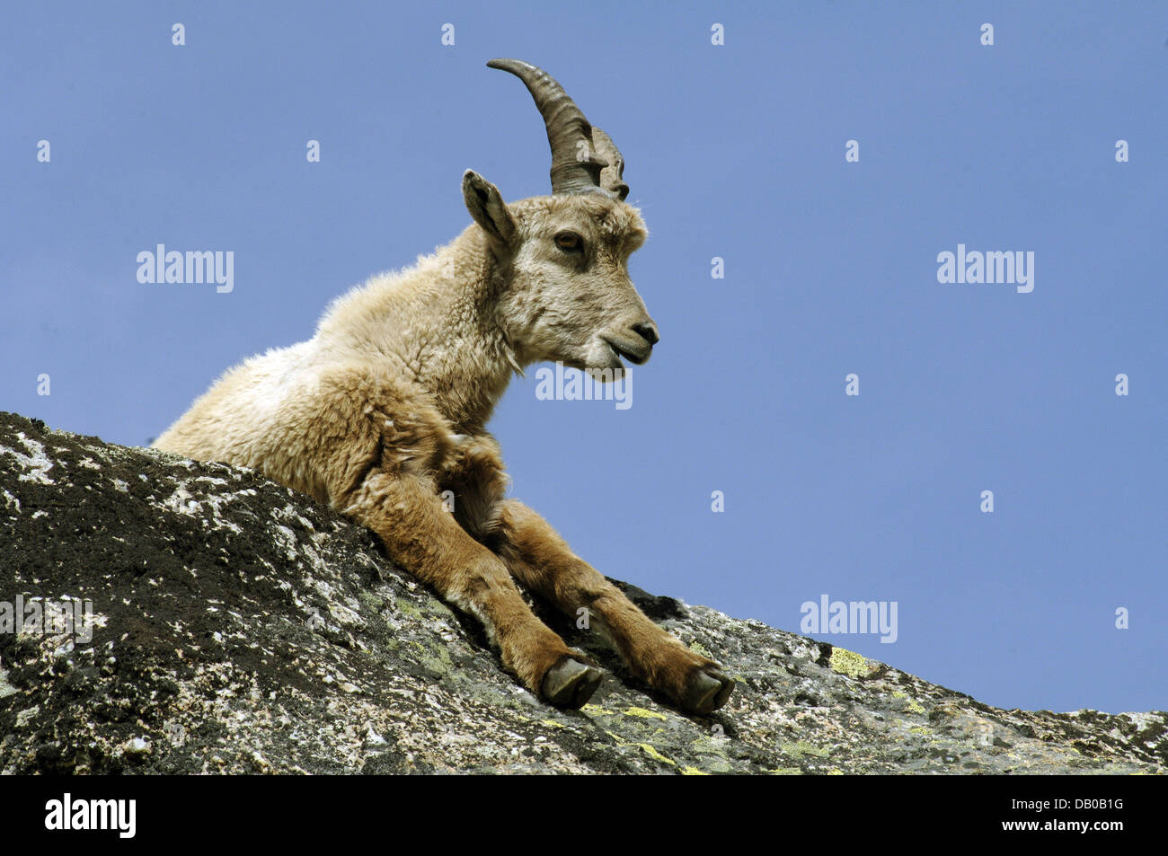 An ibex pictured in the national park Gran Paradiso of the Aosta Valley ...